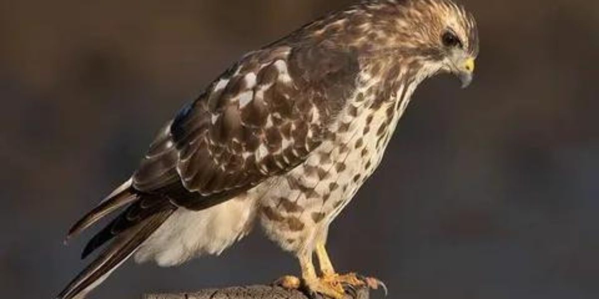 6 HAWK SPECIES IN GEORGIA - nestingnetwork
