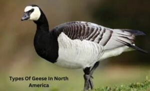 Types Of Geese In North America (14 SPECIES) - nestingnetwork