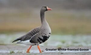 Types Of Geese In North America (14 SPECIES) - nestingnetwork