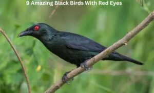 9 Amazing Black Birds With Red Eyes - nestingnetwork