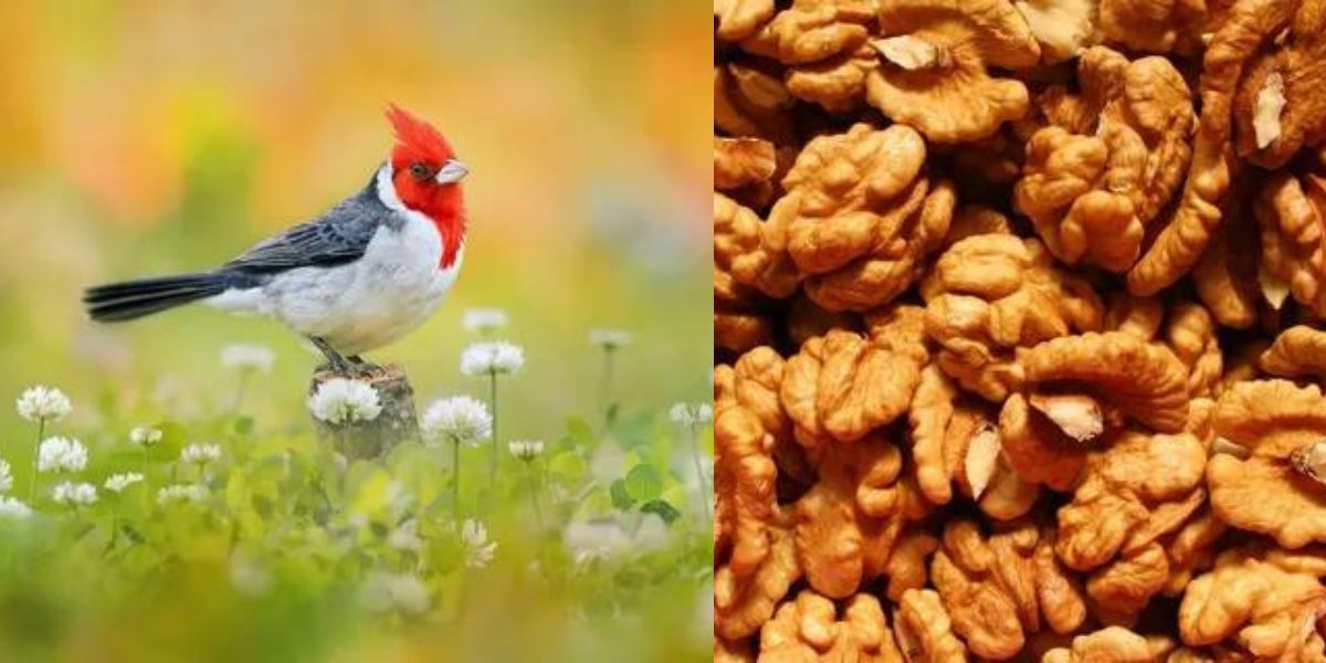 Can Birds Eat Walnuts - nestingnetwork