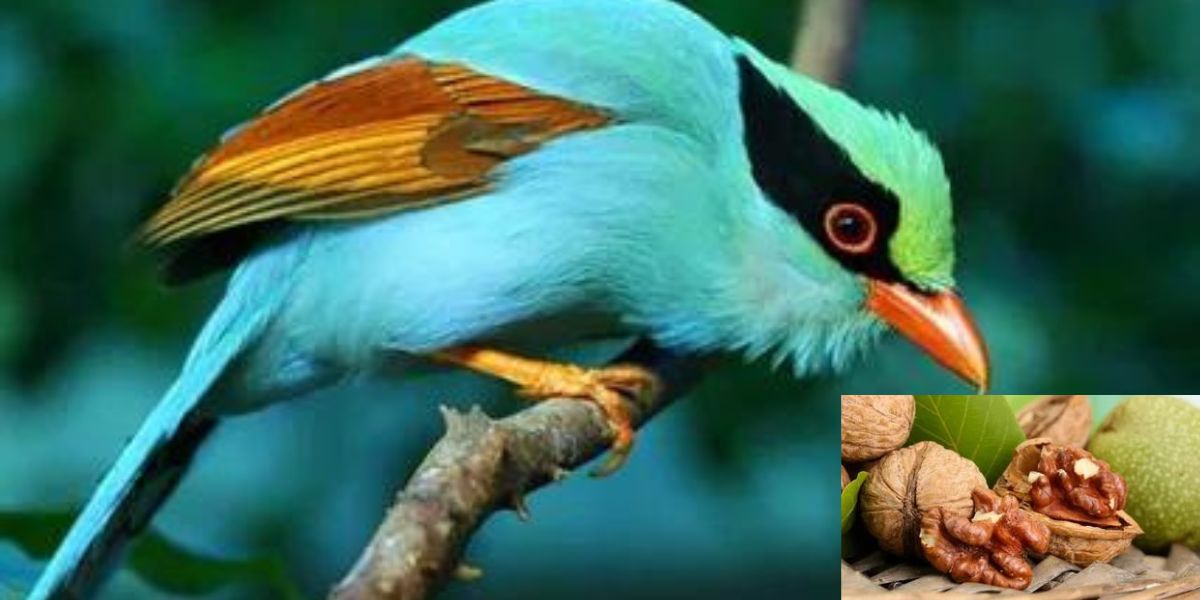 Can Birds Eat Walnuts - nestingnetwork