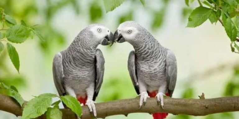The Top 6 Longest Living Birds in the World - nestingnetwork