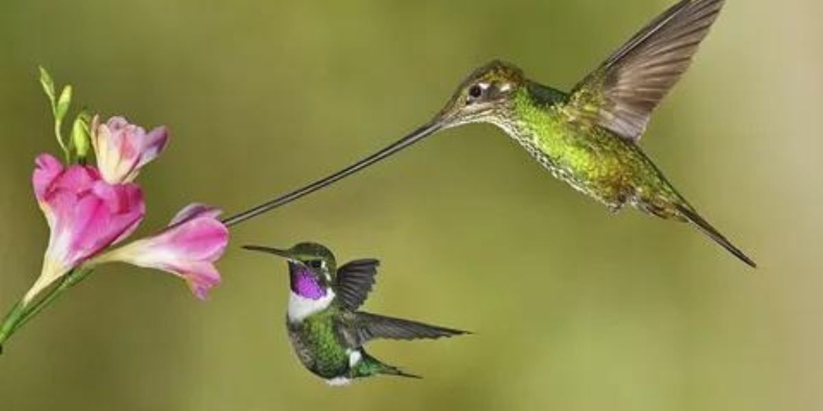 Do Hummingbirds Have Feet? - nestingnetwork
