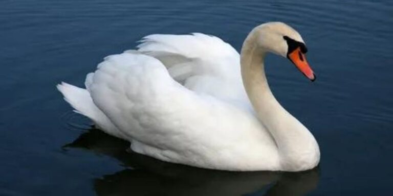 The Top 6 Longest Living Birds in the World - nestingnetwork