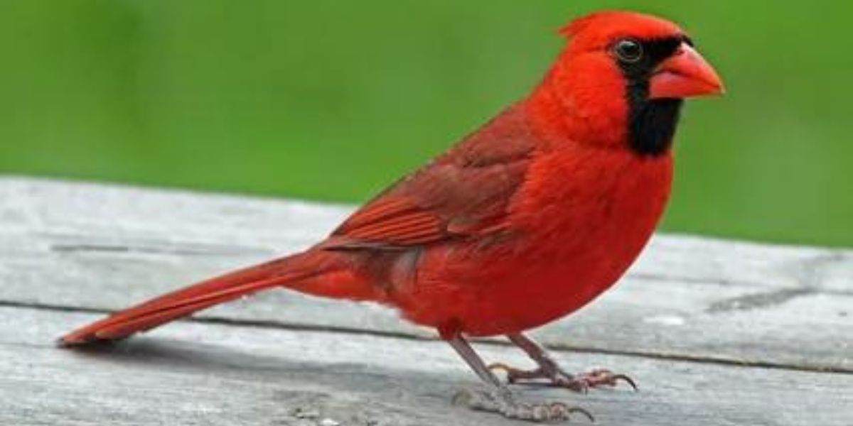 Most Common Birds In Italy - nestingnetwork