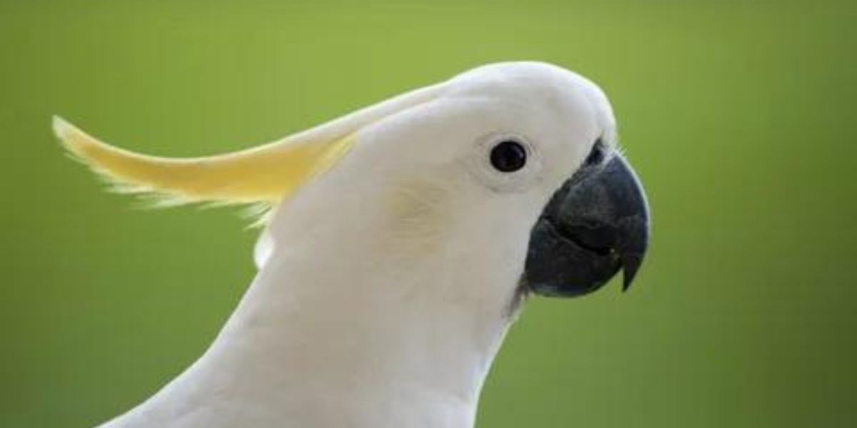 Bird With Feathers On Head - nestingnetwork