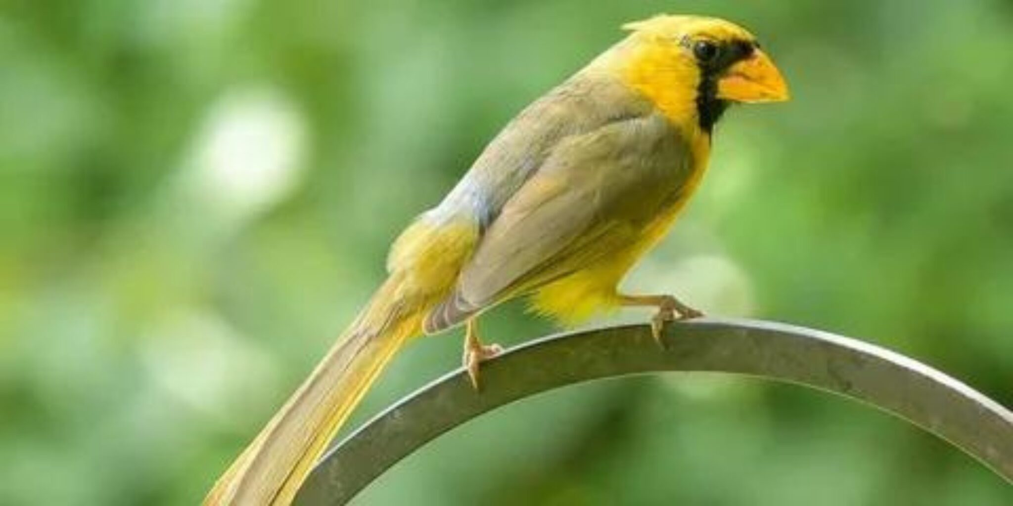 Types of Cardinals: Discover Their Vivid Hues! - nestingnetwork