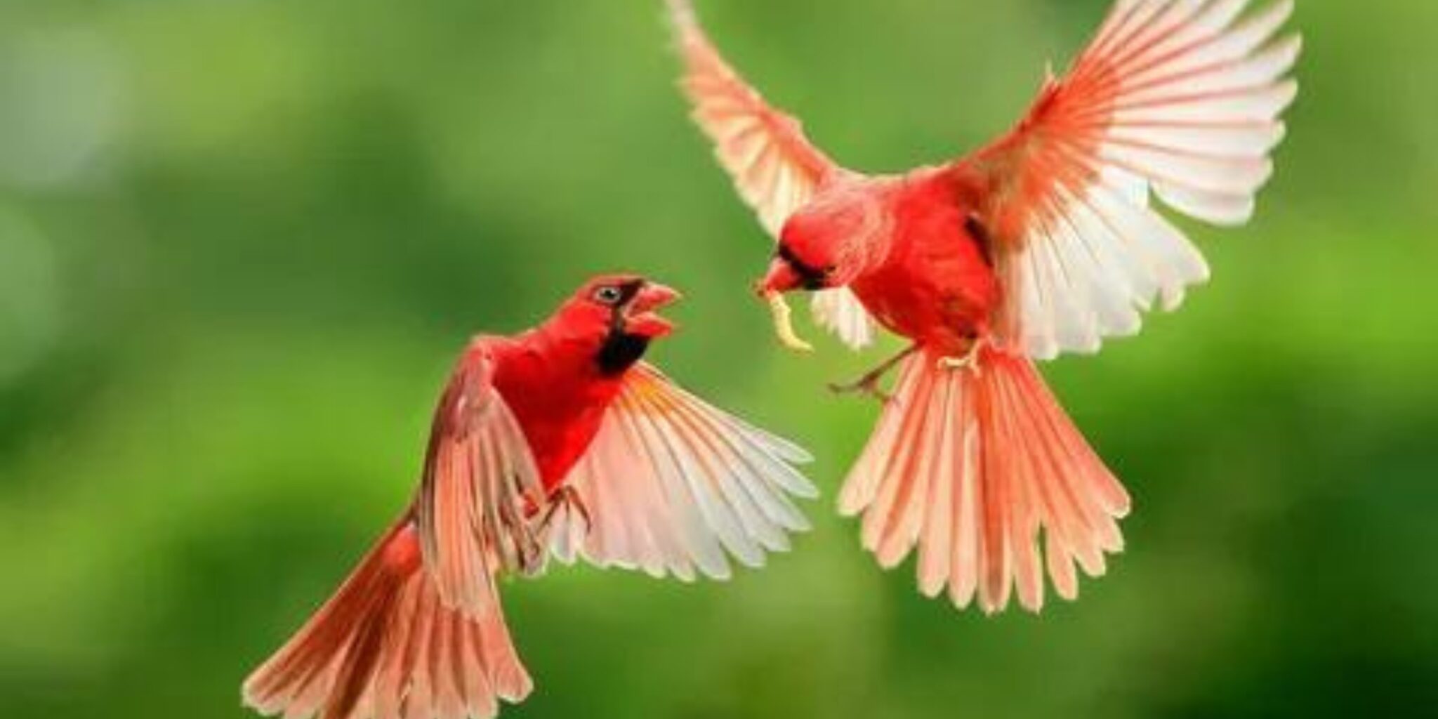 Types of Cardinals: Discover Their Vivid Hues! - nestingnetwork