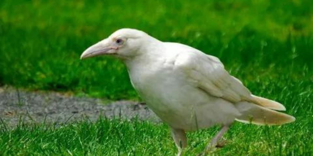 Albino Crows: Meaning, Symbolism, And Myths - nestingnetwork