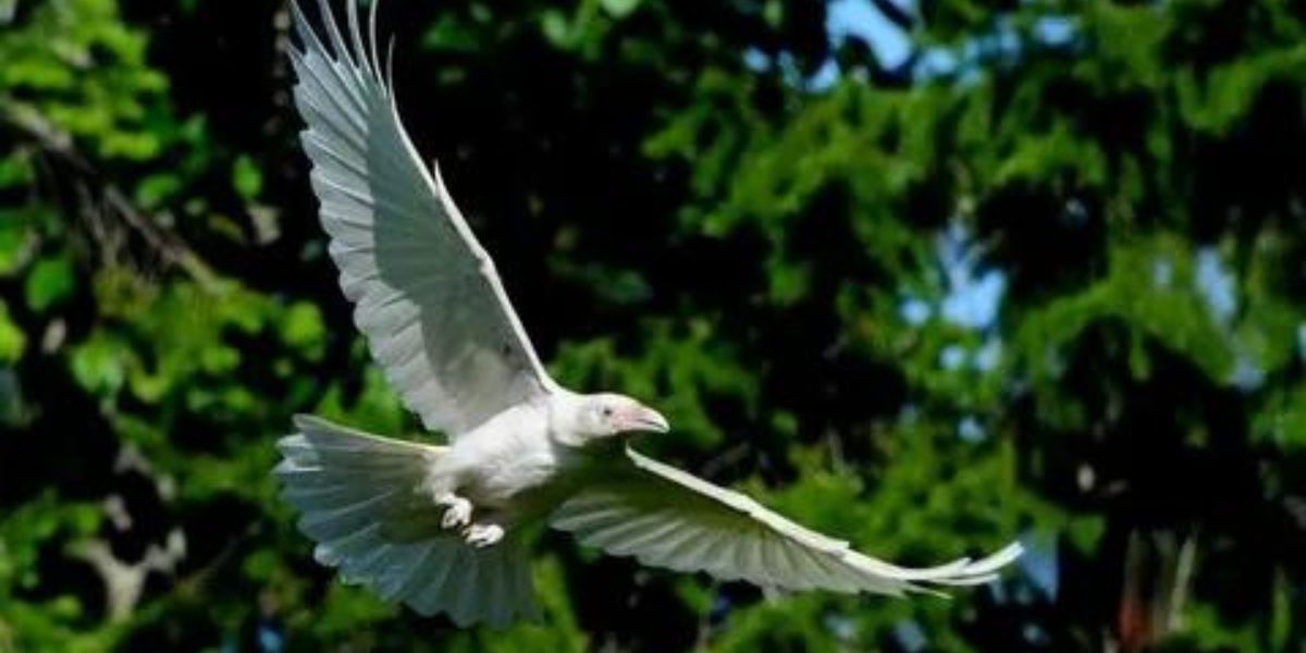 Albino Crows: Meaning, Symbolism, And Myths - nestingnetwork
