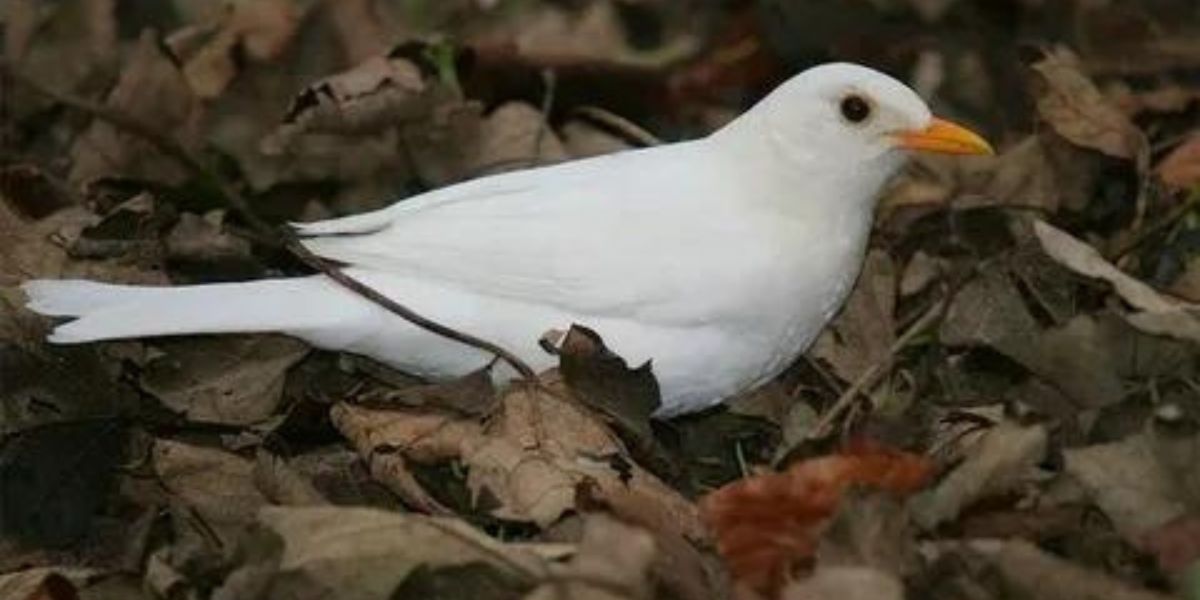 Albino Crows: Meaning, Symbolism, And Myths - nestingnetwork