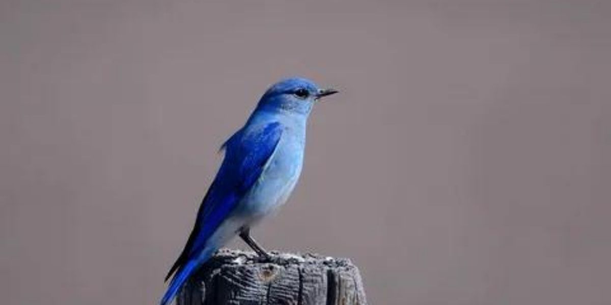 6 Types of Blue Birds - nestingnetwork