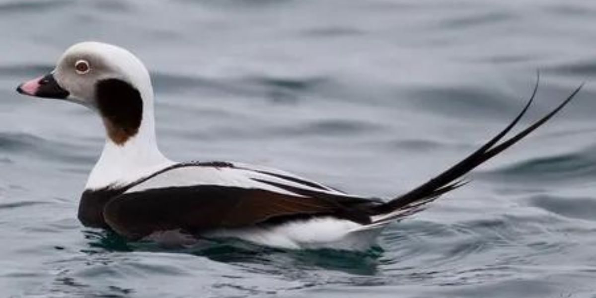 How to Identify White Duck With Black Head in North America ...