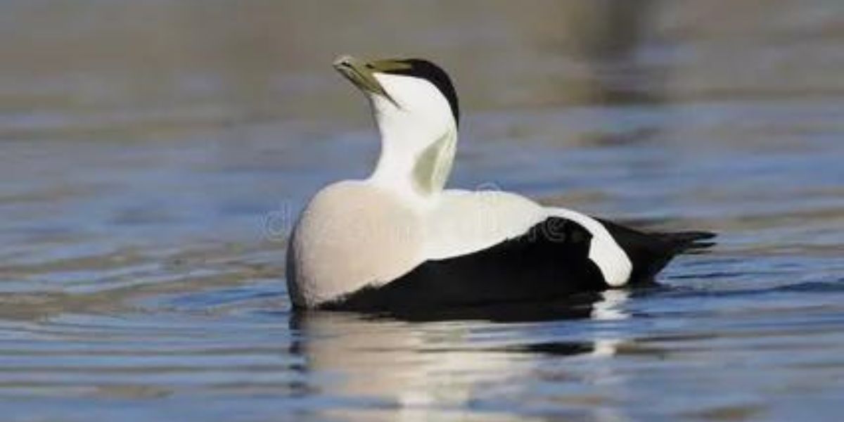 How to Identify White Duck With Black Head in North America ...