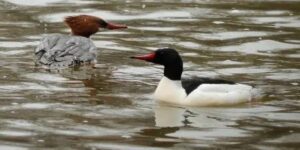 Types of Mergansers: Your Ultimate Guide - nestingnetwork