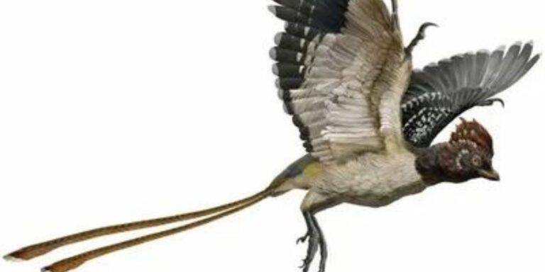 7 Unique Birds With Teeth: Discover Rare-Beaked Birds - nestingnetwork