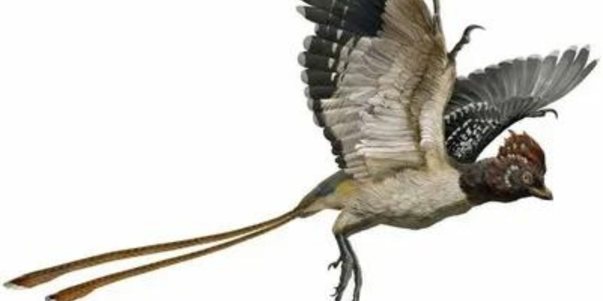 7 Unique Birds With Teeth: Discover Rare-Beaked Birds - nestingnetwork