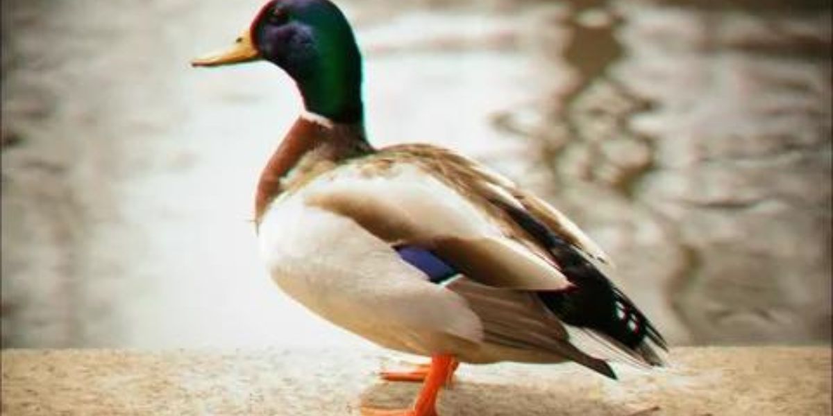 How to Identify White Duck With Black Head in North America ...