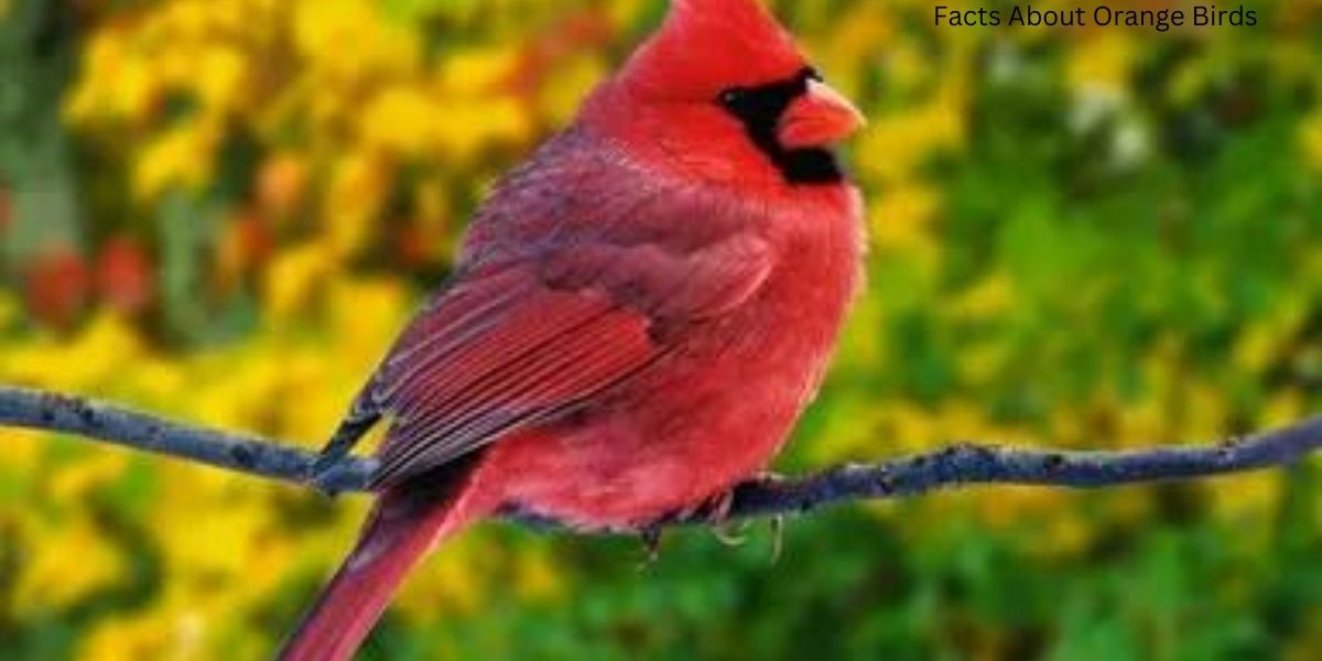 All About Orange Birds You Need to Know: A Colorful Guide - nestingnetwork