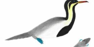 7 Unique Birds With Teeth: Discover Rare-Beaked Birds - nestingnetwork