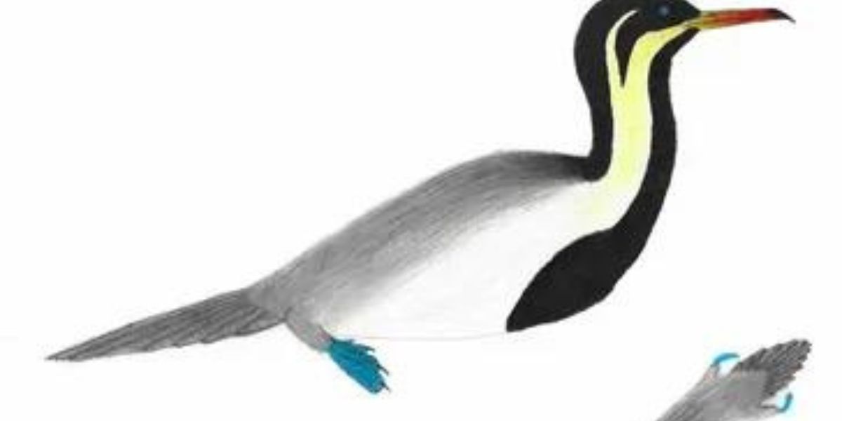 7 Unique Birds With Teeth: Discover Rare-Beaked Birds - nestingnetwork