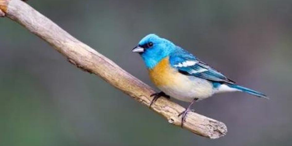 6 Types of Blue Birds - nestingnetwork