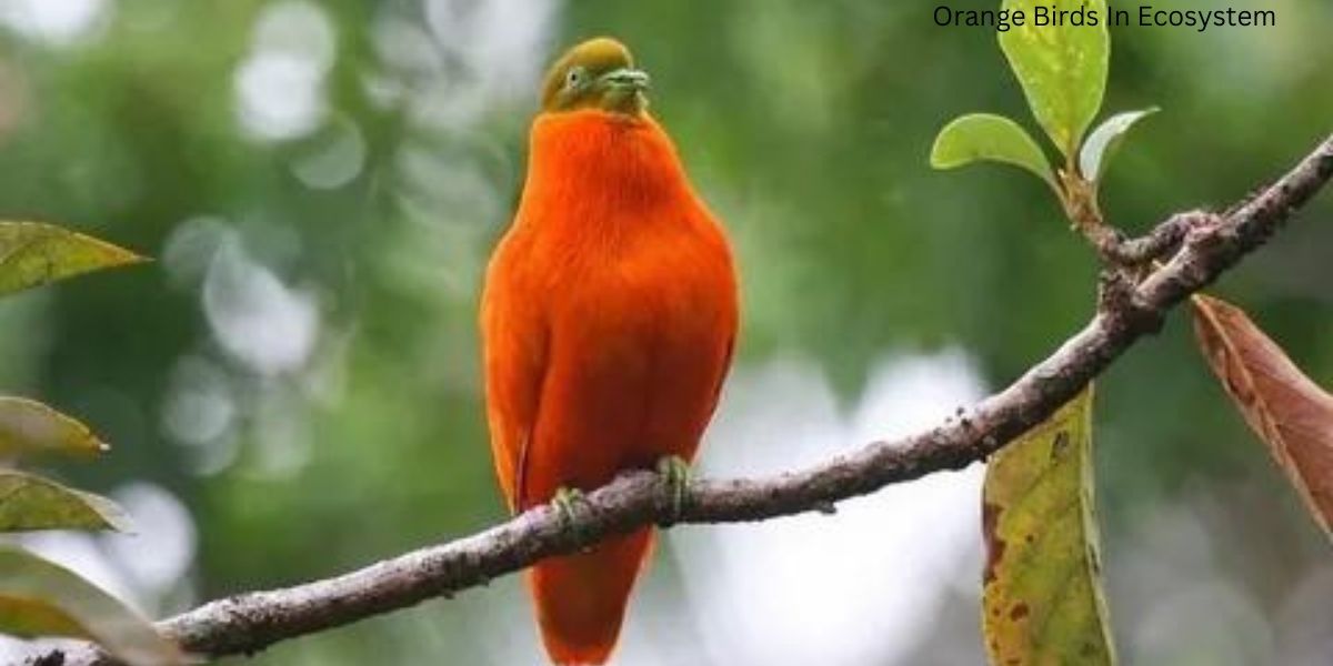 All About Orange Birds You Need to Know: A Colorful Guide - nestingnetwork