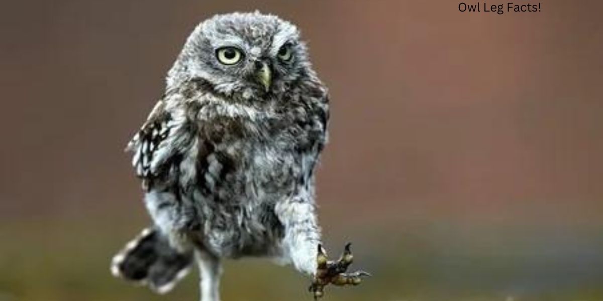 All About Owl Legs For You to Enjoy - nestingnetwork