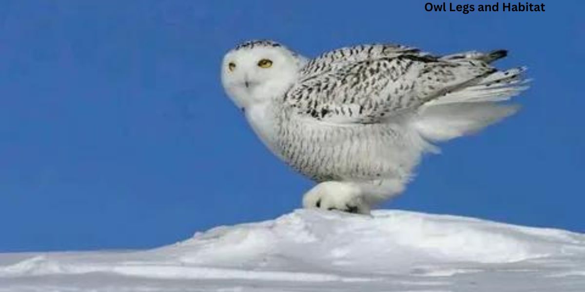 All About Owl Legs For You to Enjoy - nestingnetwork