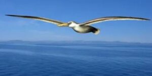 7 Unique Birds With Teeth: Discover Rare-Beaked Birds - nestingnetwork