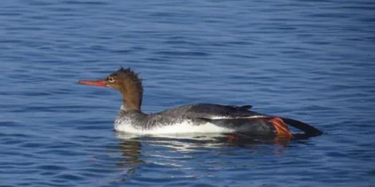 Types of Mergansers: Your Ultimate Guide - nestingnetwork