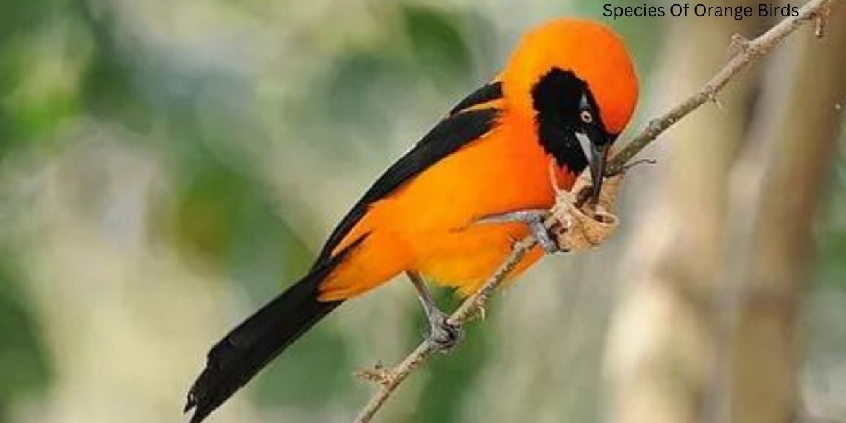 All About Orange Birds You Need to Know: A Colorful Guide - nestingnetwork