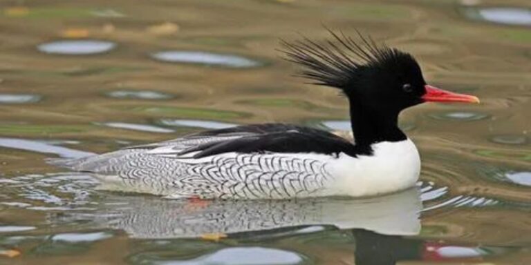 Types of Mergansers: Your Ultimate Guide - nestingnetwork