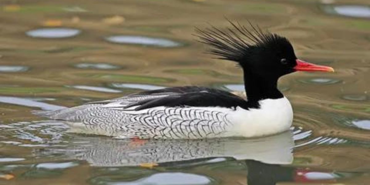 Types of Mergansers: Your Ultimate Guide - nestingnetwork