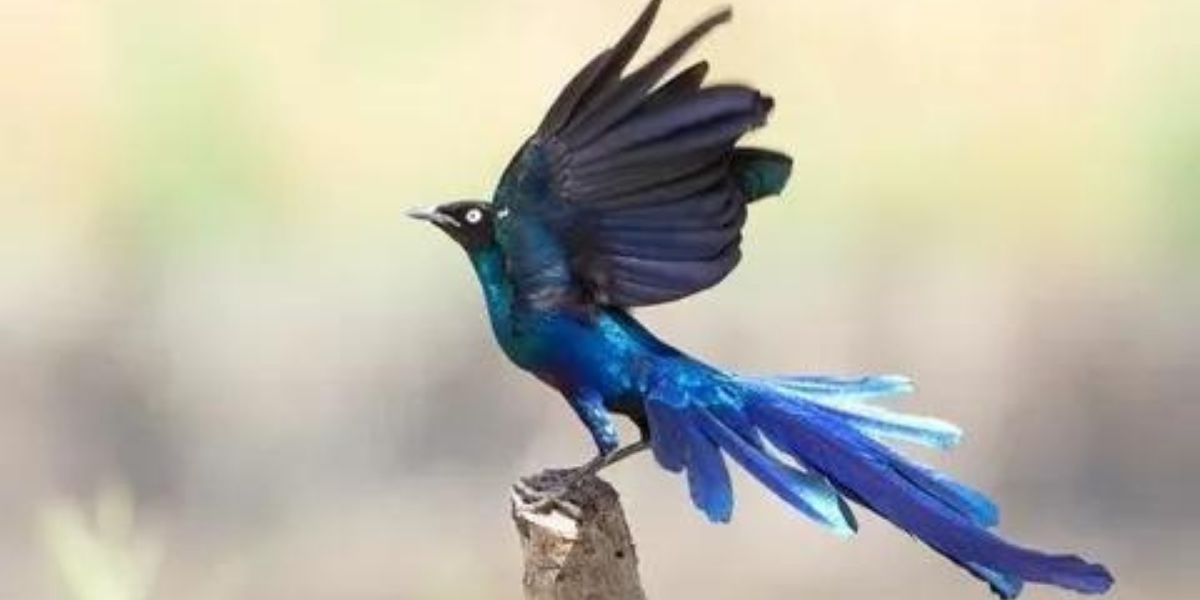 6 Types of Blue Birds - nestingnetwork